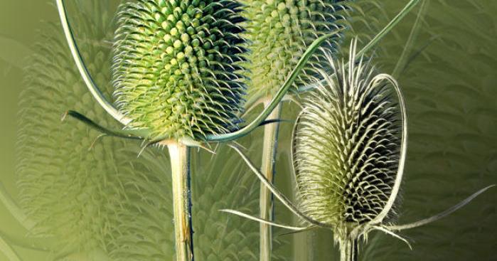 Randee Ward is artist of the month at the Artists Guild | Valley Life ...