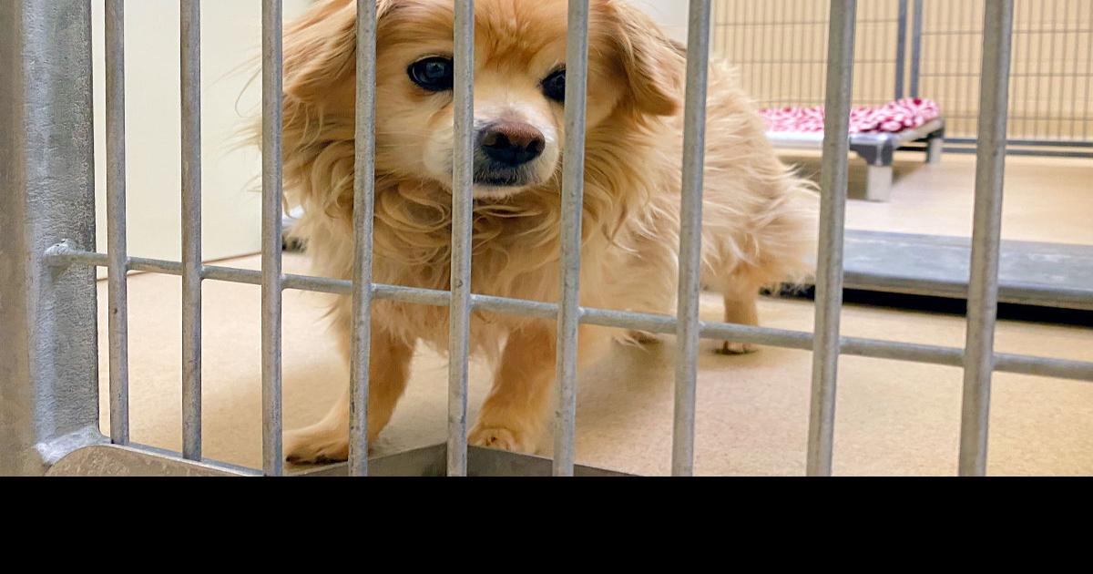 Photos: Santa Maria Animal Shelter welcomes dogs displaced by recent ...