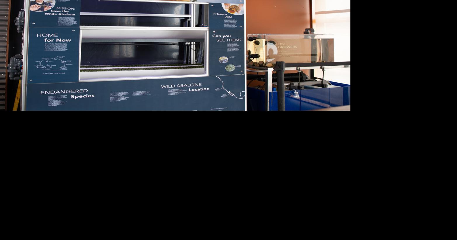 Santa Barbara Sea Center celebrates White Abalone conservation efforts ...