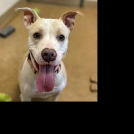 CAPA Pet of the Week: Emma | Valley Life | syvnews.com