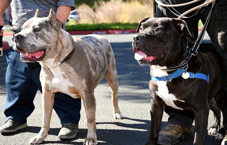 Vader, young pit bull, spared from euthanasia at Santa Maria shelter by ...