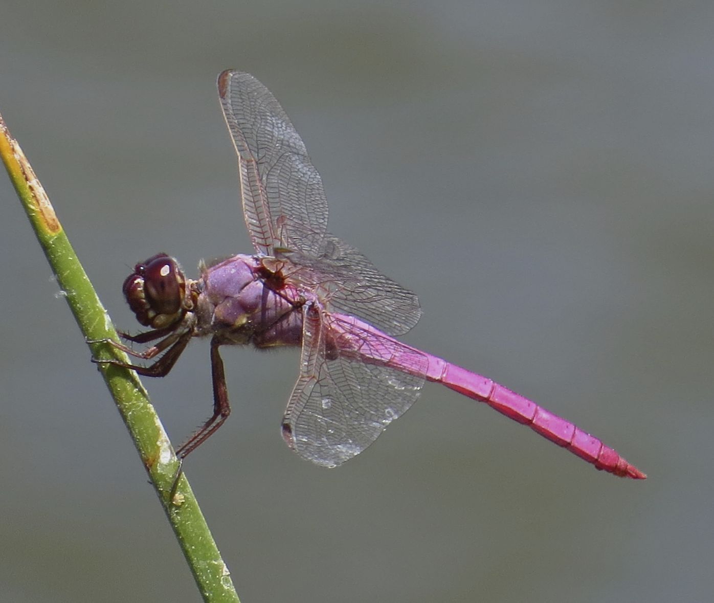 Meet the dragonflies with Hugh Ranson | Valley Life | syvnews.com