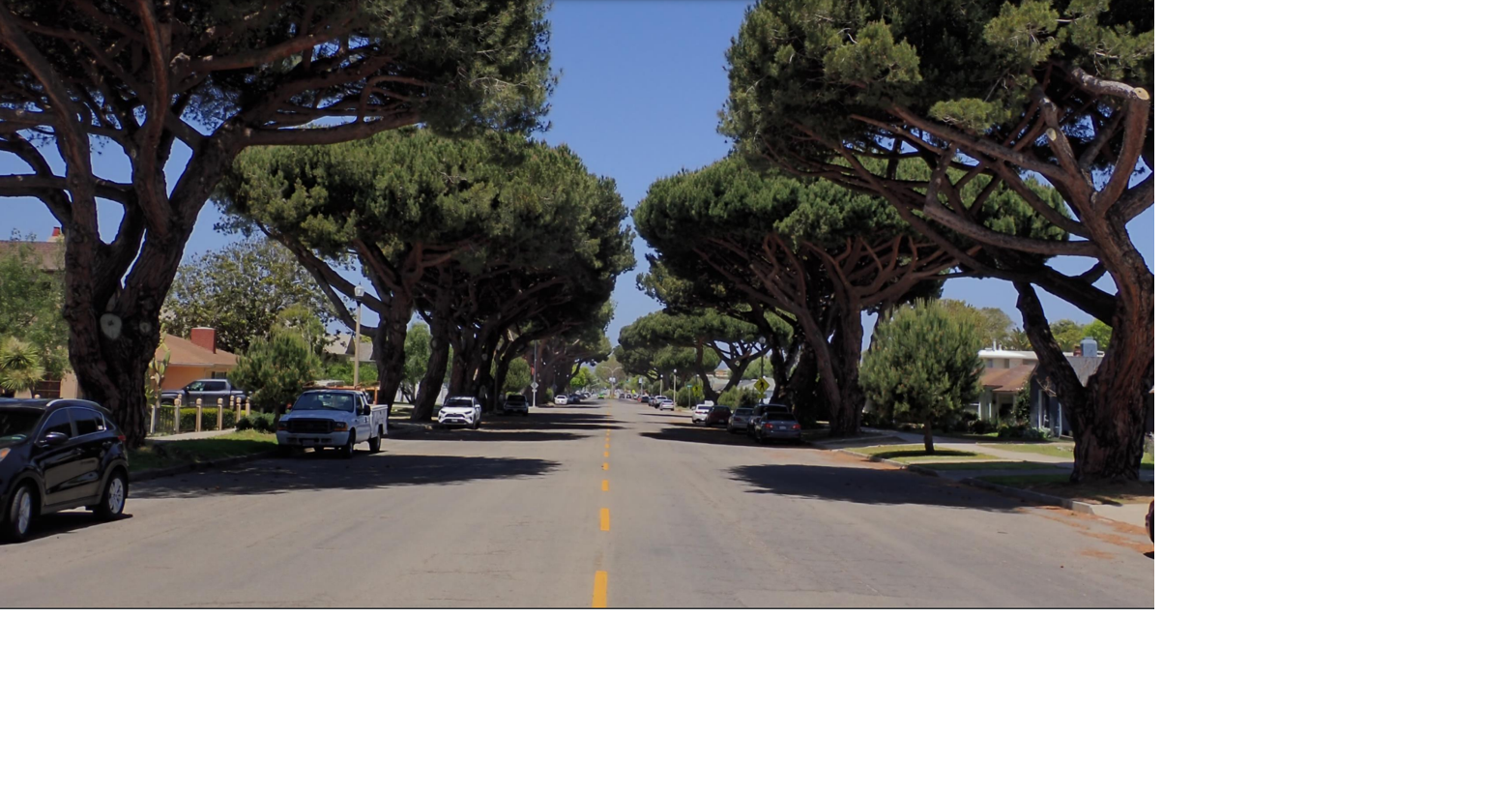 13 historic stone pine trees slated for removal in downtown Lompoc ...