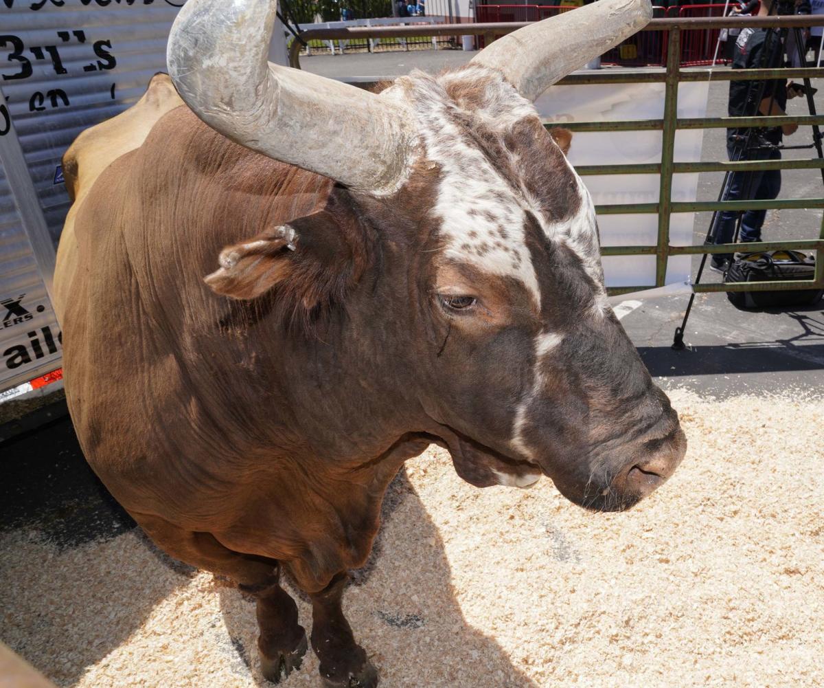 Legendary bull Bushwacker visits the Santa Barbara County Fair ahead of ...