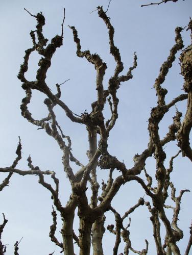 Pollard and coppice during winter | Tony Tomeo | Home & Garden ...