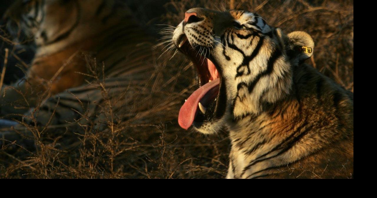 China Reinstates Ban On Using Tiger And Rhino Parts | Science | syvnews.com
