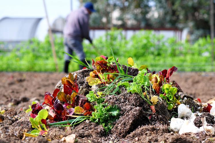Growing Grounds Farm in Santa Maria offers employment for those with ...