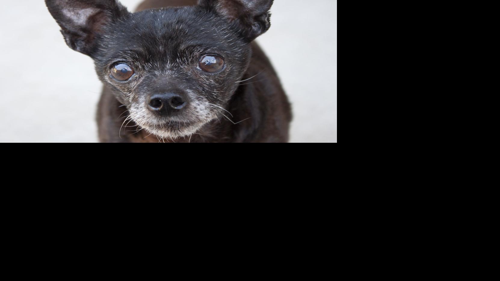 CAPA Pet of the Week -- Poppy | Pets | syvnews.com