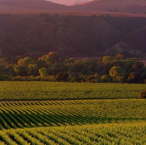 Gainey Estate Vineyards in Santa Ynez celebrates 40 years of family ...