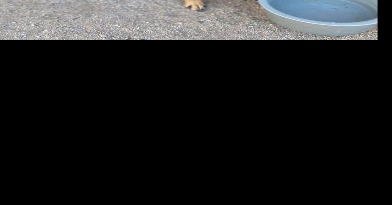 Santa Maria animal shelter waiving fees to clear room as major ...