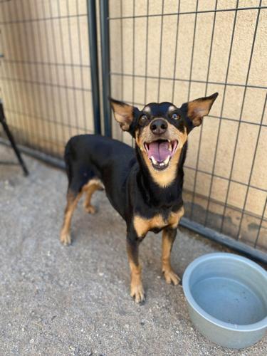 Santa Maria animal shelter waiving fees to clear room as major ...