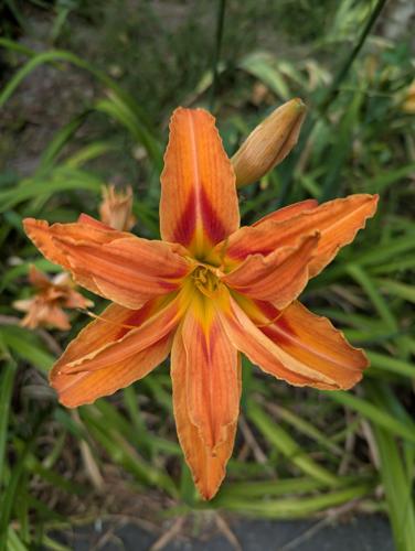 Perennials should have staying power | Tony Tomeo | Home & Garden ...
