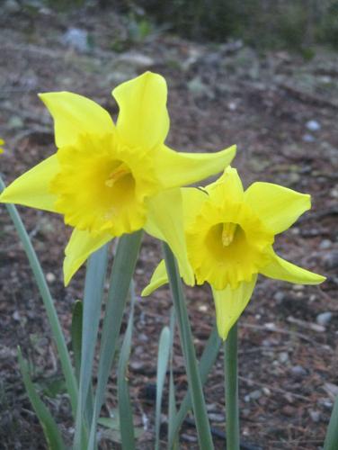 Spring bulbs benefit from vernalization | Tony Tomeo | Home & Garden ...