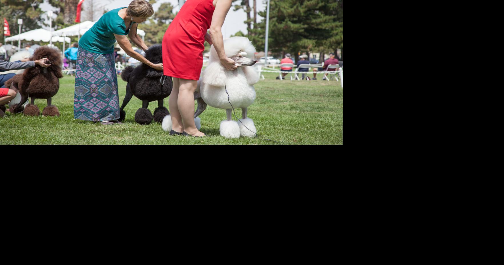Lompoc dog shows to make comeback, return this week to Ryon Park ...