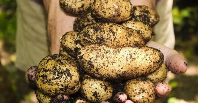 Is Irish American history woke? | Gene Lyons | Columnist | syvnews.com