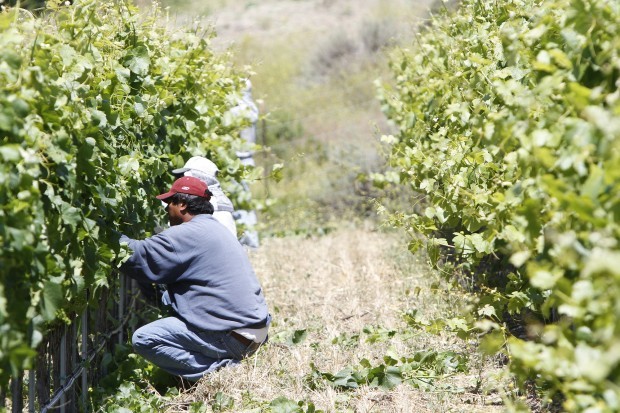 Managing vines’ canopies affects grape quality | Local news | syvnews.com