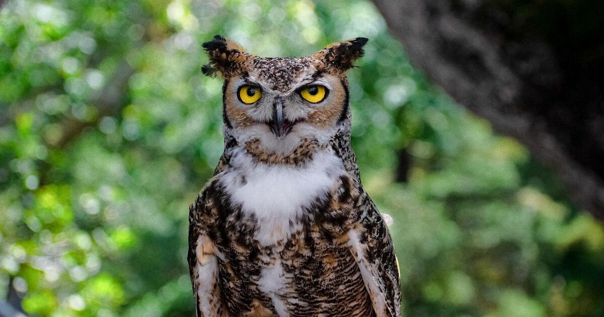 Celebration of life planned for Max, beloved great horned owl at SB ...