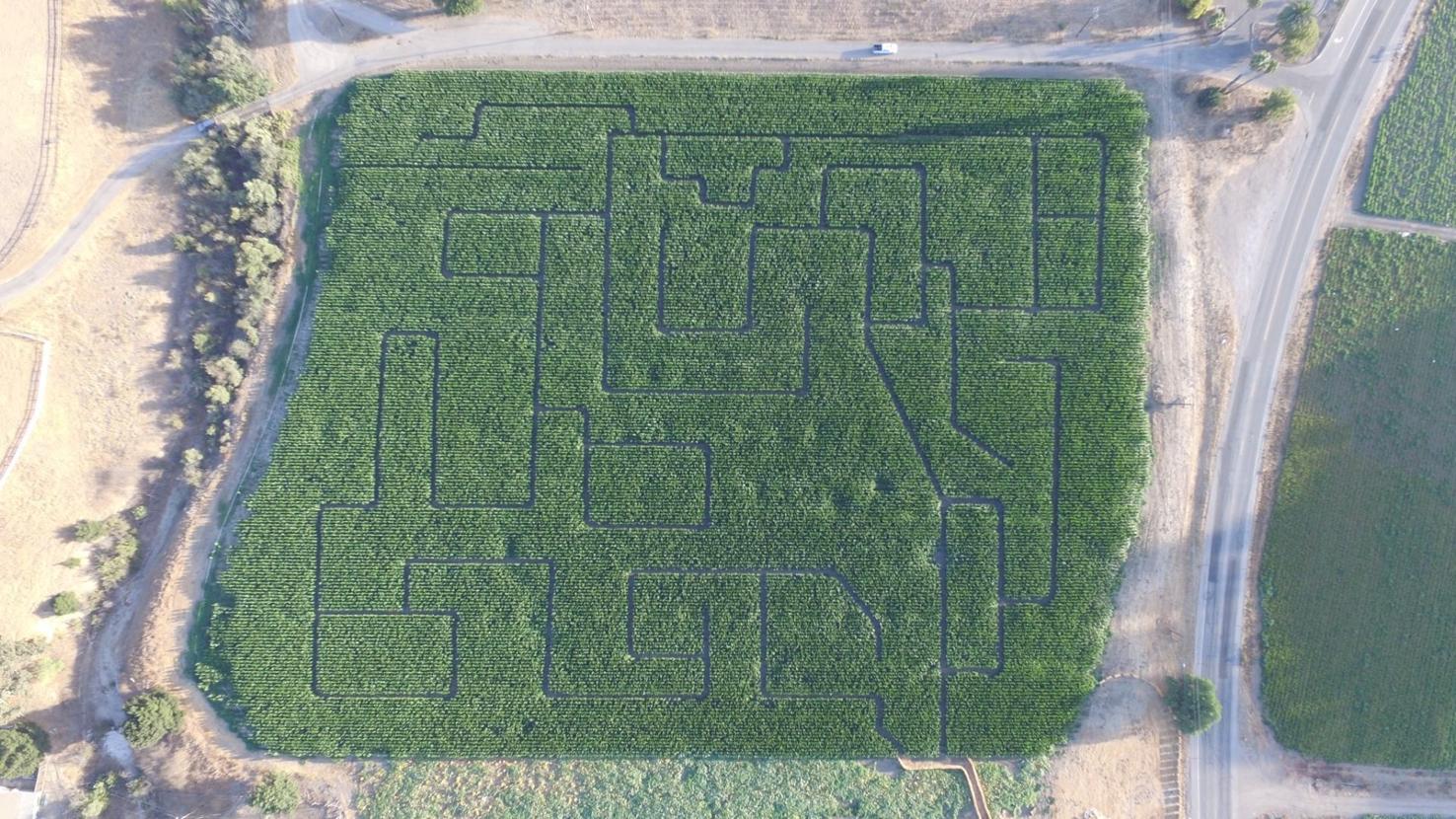 Corn maze design revealed at Solvang Farmer Pumpkin Patch | Valley Life ...