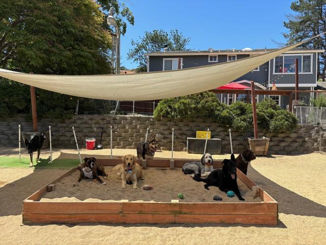 At Posh Pet Sitting pets are ‘having a vacation also’ | Business ...