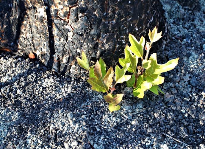 Arroyo Hondo Preserve on Gaviota Coast reopening as it recovers from ...