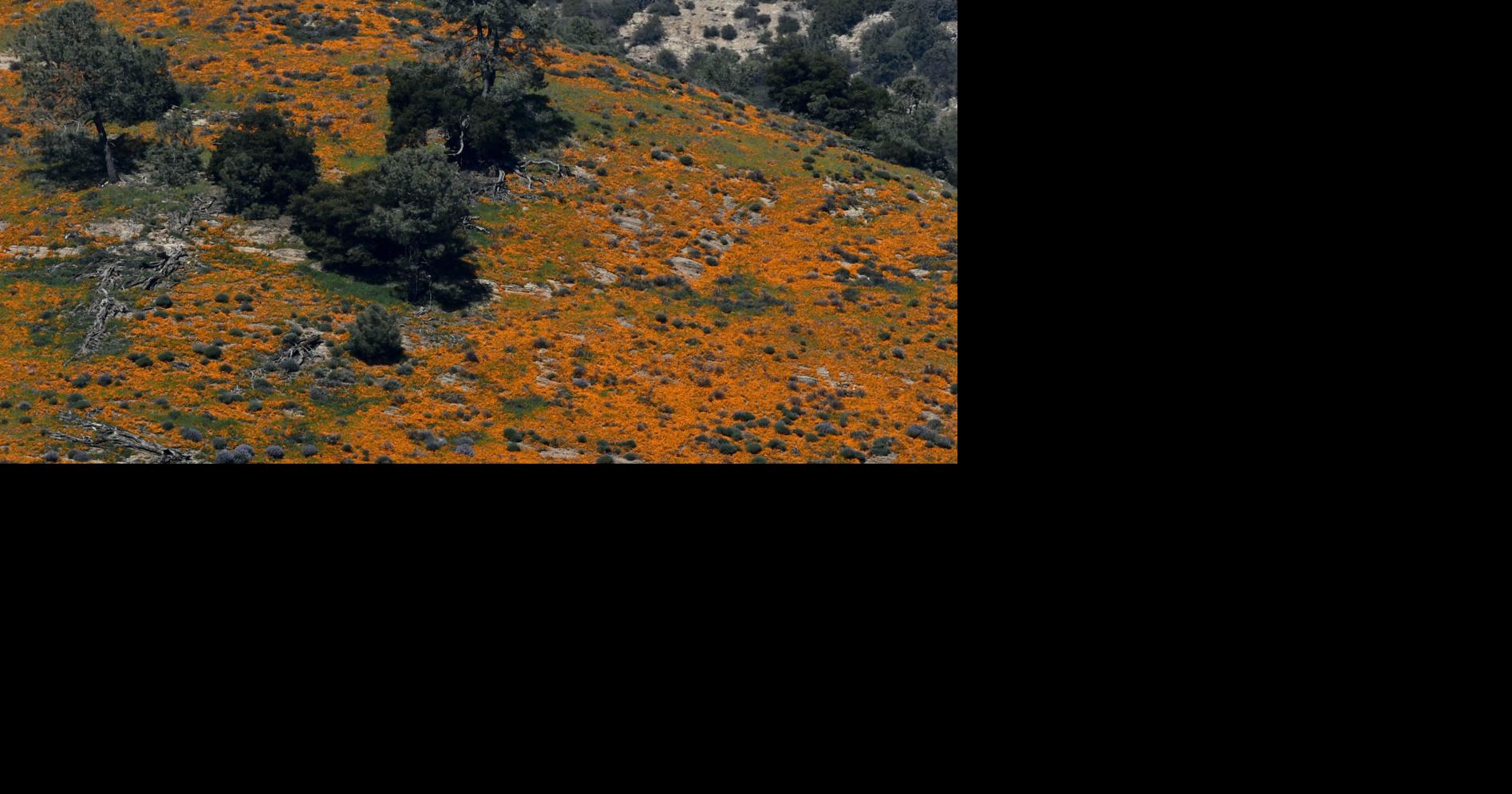 Lee Rosenberg: The absolute paradox of tragedy | Columnist | syvnews.com