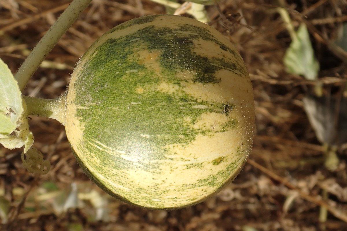Steve L. Schulz: Ancient and modern uses for coyote melon | Home ...