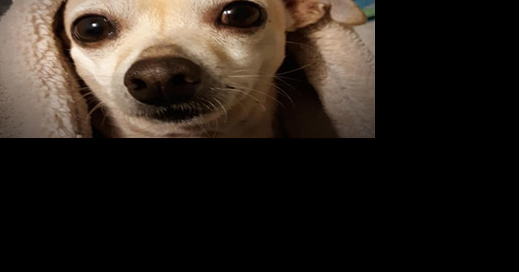 CAPA Pet of the Week: ChaCha | Pets | syvnews.com