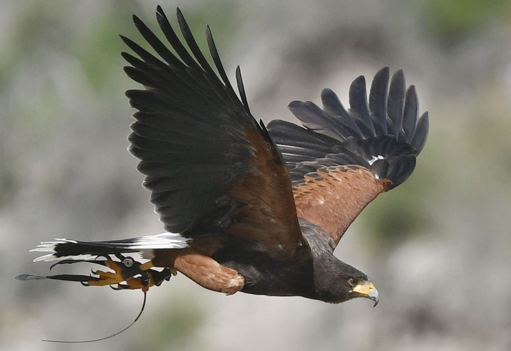 Bird battle: Falconers use hawks to rid local landfills of gulls ...