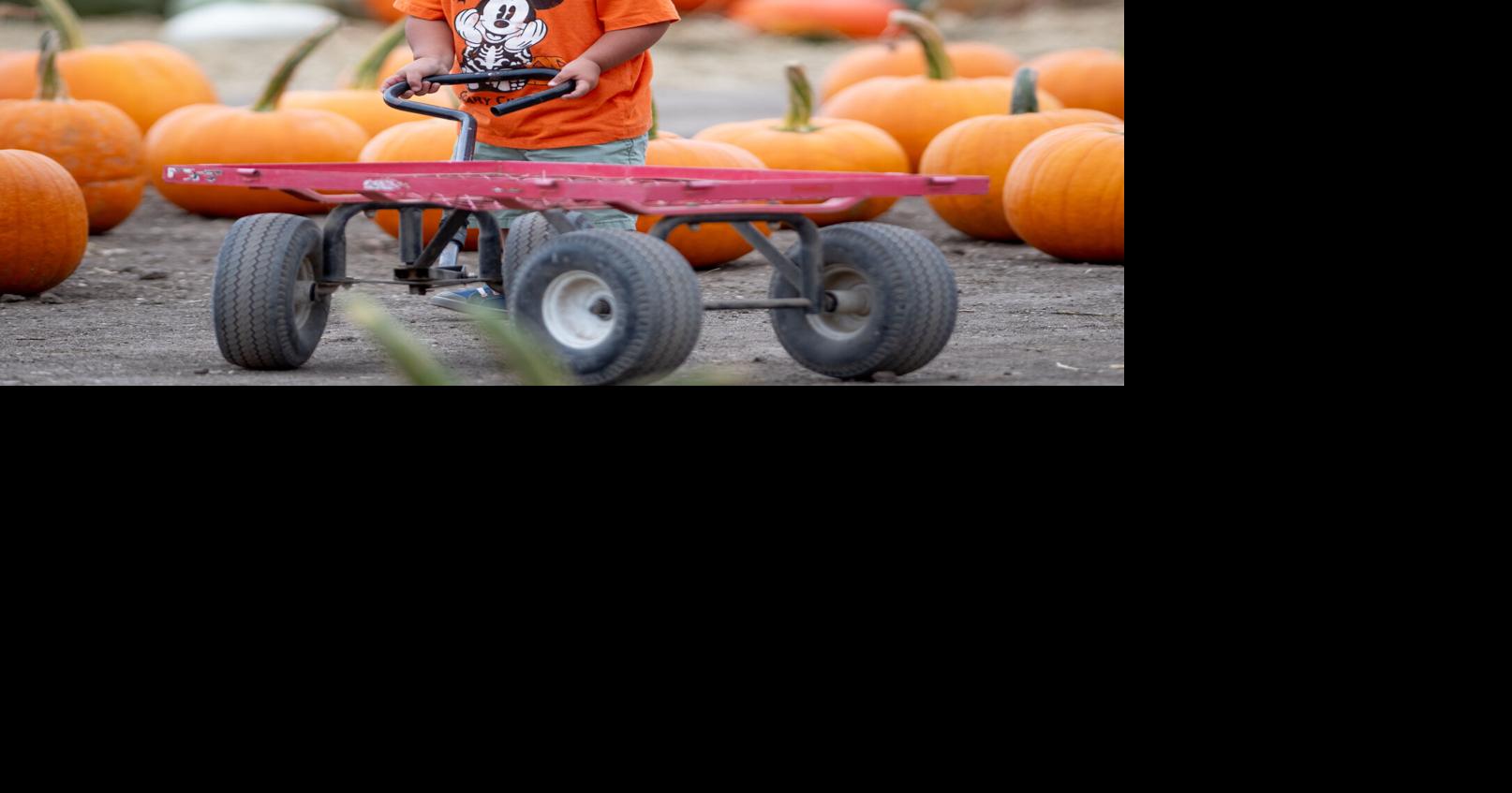 Solvang Farmer Pumpkin Patch kicks off season with field of gourds ...