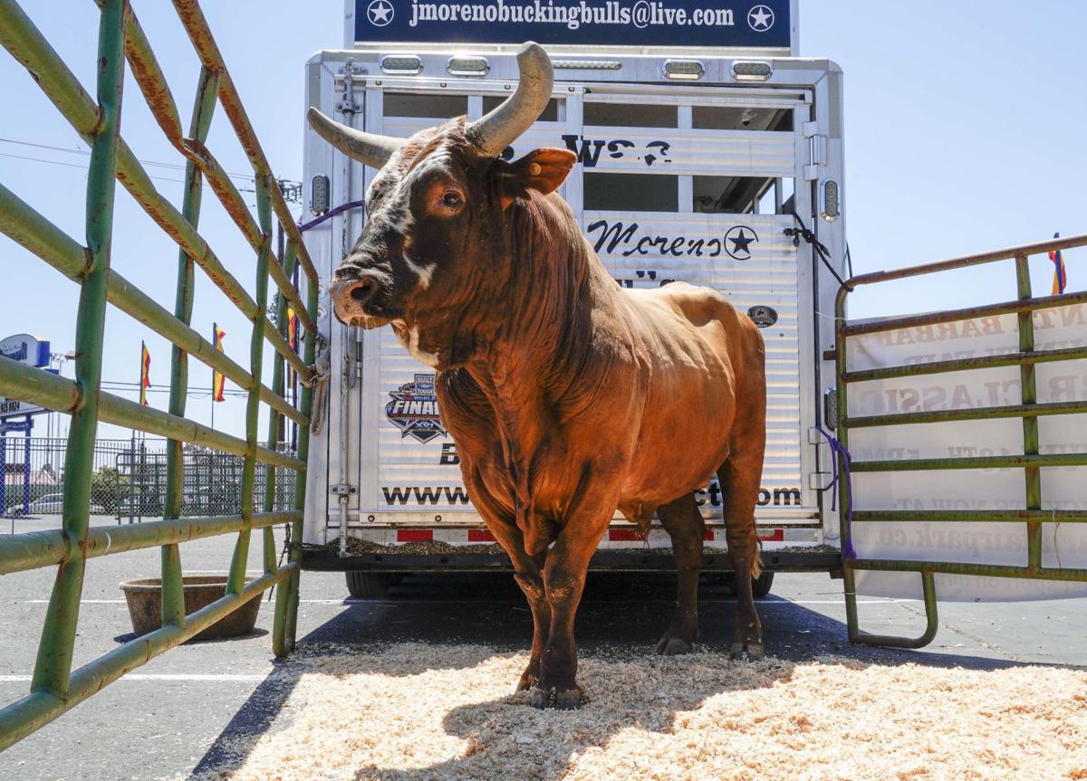 Legendary bull Bushwacker visits the Santa Barbara County Fair ahead of ...