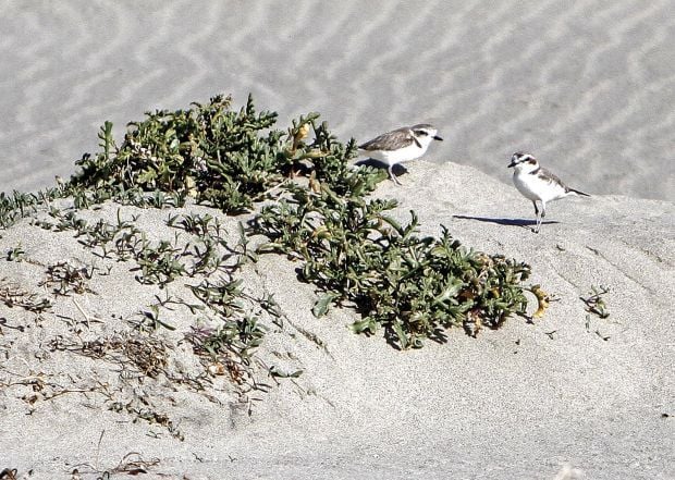 Nesting season begins for Western snowy plover | Local news | syvnews.com