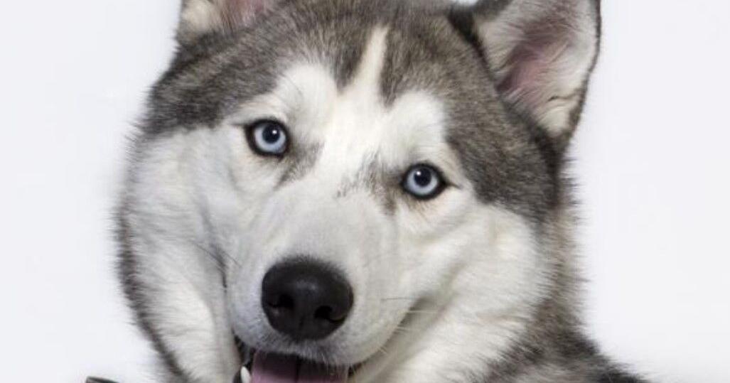 CAPA Pet of the Week: Patrick | Valley Life | syvnews.com