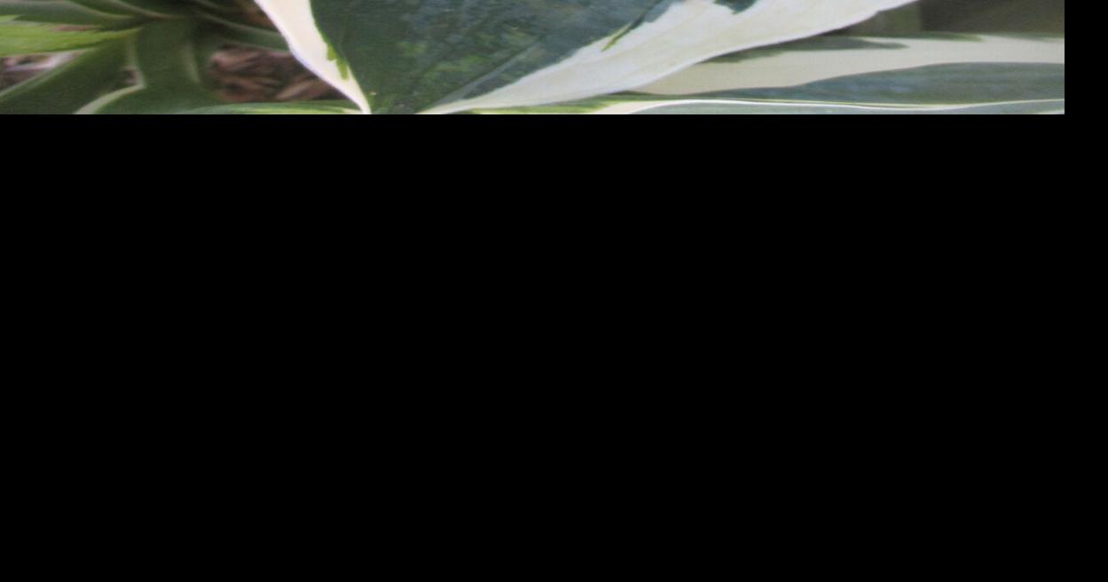 Shade tolerant species genuinely shine | Tony Tomeo | Home & Garden ...