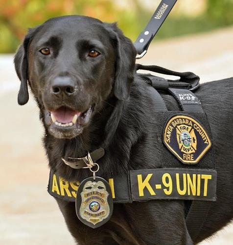 Santa Barbara County arson dog Riley dies from tumor | Local news ...