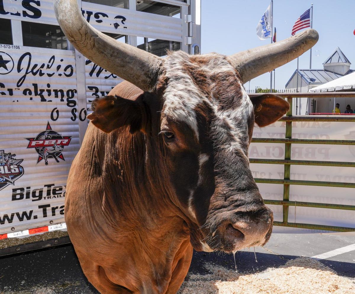 Legendary bull Bushwacker visits the Santa Barbara County Fair ahead of ...