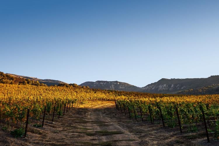 Hikes enhance wine-tasting experience at Alma Rosa Winery | Valley Life ...
