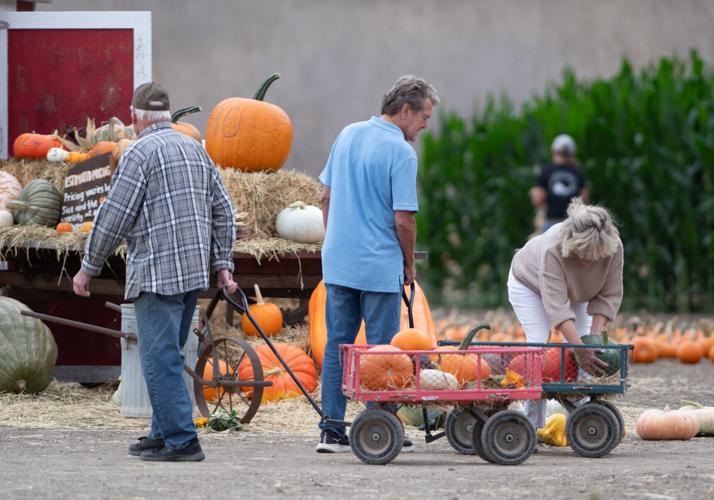 Solvang Farmer Pumpkin Patch kicks off season with field of gourds ...