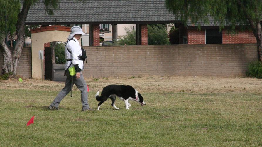 Forensic canines search for burial sites at Old Mission Santa Inés ...