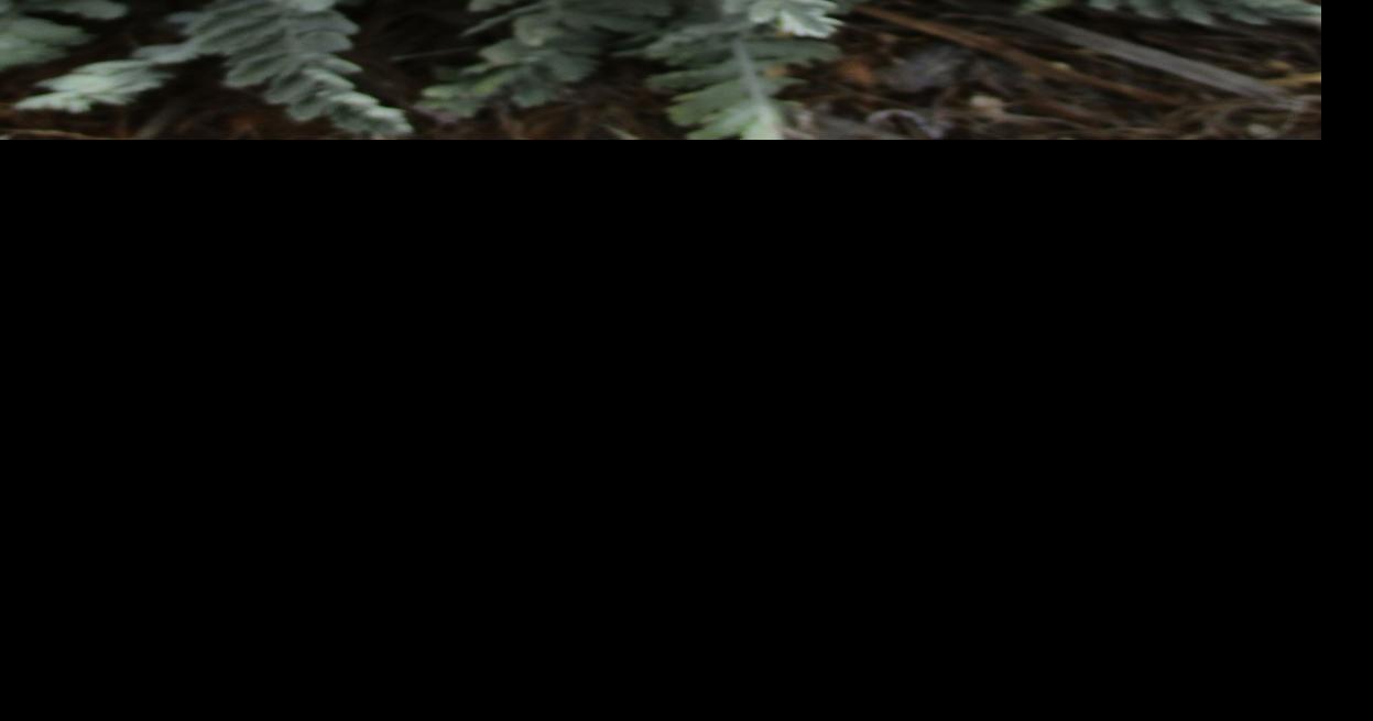 Highlight: Fernleaf yarrow | Tony Tomeo | syvnews.com