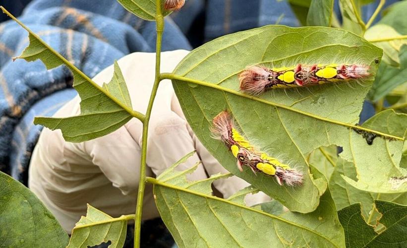 Costa Rican butterflies return to Santa Barbara for summer magic ...