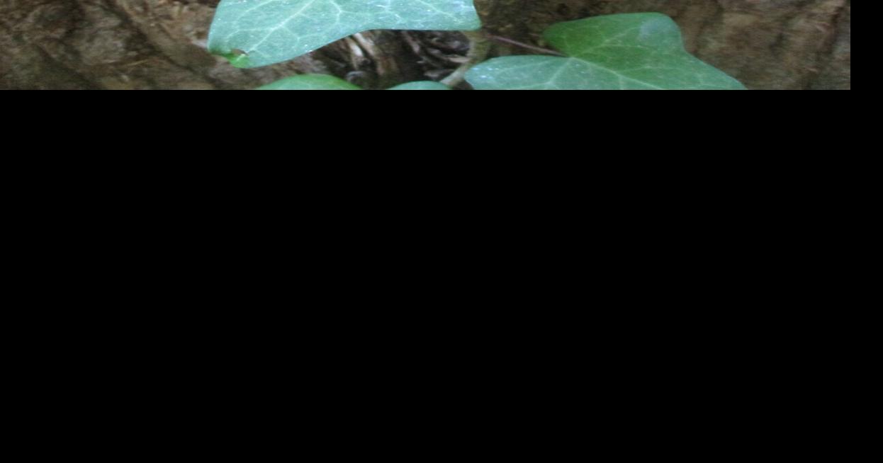 Vines are aggressive social climbers | Tony Tomeo | Home & Garden ...