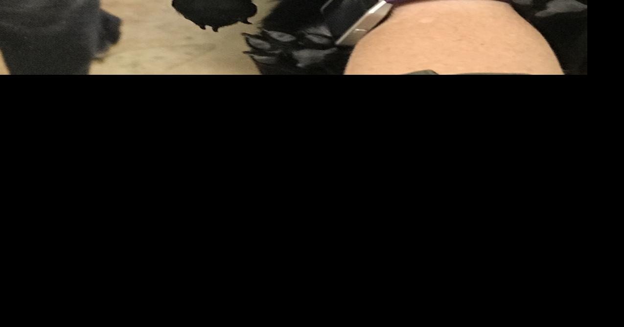 CCSPCA Pets of the Week | | syvnews.com