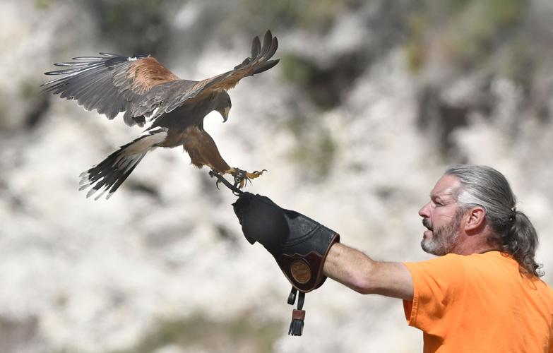 Bird battle: Falconers use hawks to rid local landfills of gulls ...