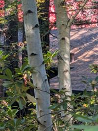 Prop. 50 likely to stay intact no matter the fate of Texas gerrmander ...