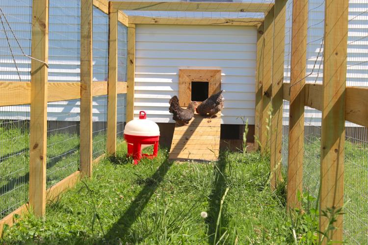 FEATHERED FRIENDS: Go Ye Village adds chicken coop for residents | News ...