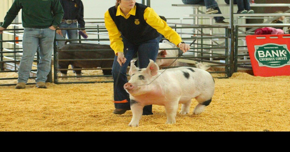A TIME FOR SWINE: Junior Livestock Show continues with pigs; rabbits, beef next | News ...