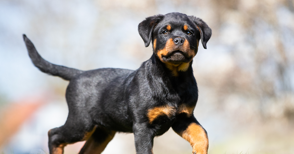 Shortest-living dog breeds | News | tahlequahdailypress.com