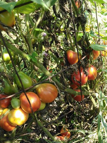 Time to start ordering tomato seeds; Seed Savers to meet Jan 9 | News ...