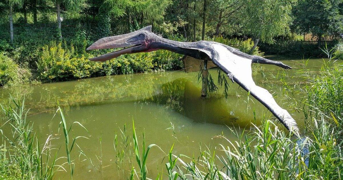 pterodactyl sightings