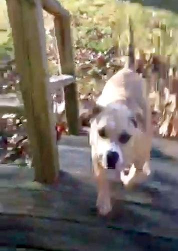 Council upholds officer’s ban on ‘aggressive’ dog | News ...